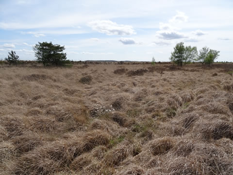 Hoogveen - Fotobank Natuurlijke Alliantie